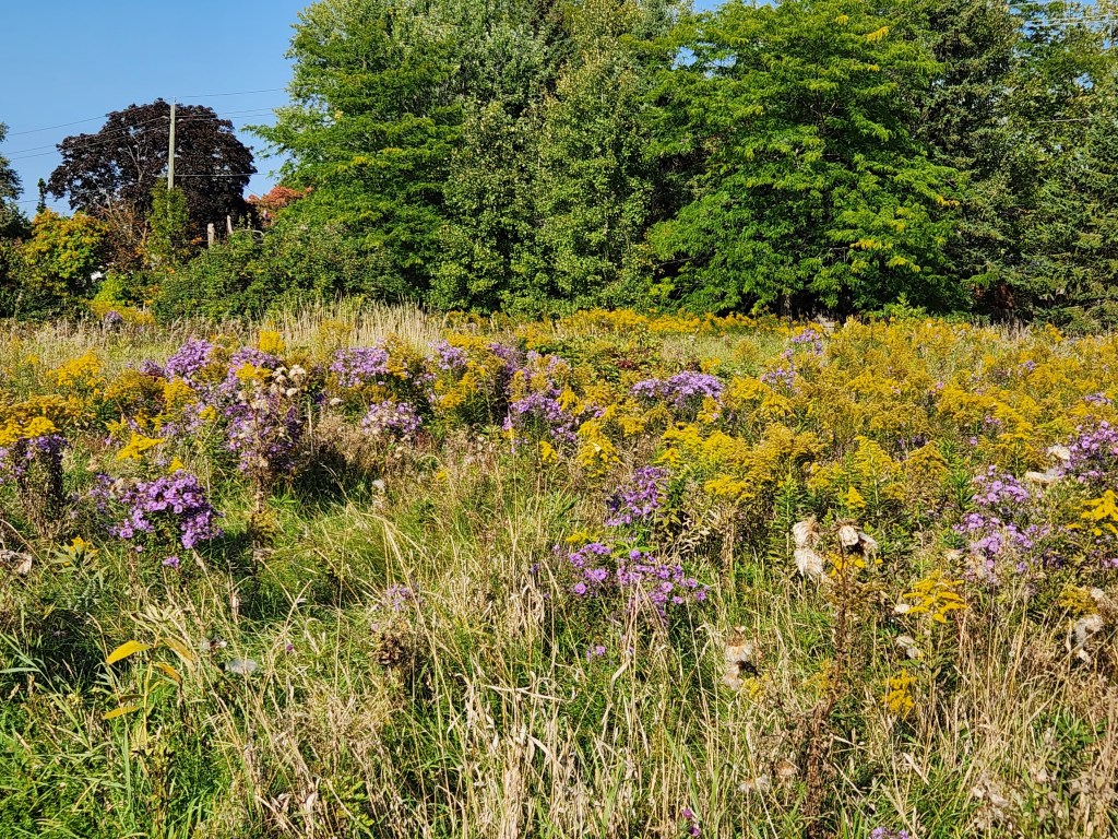 Reputable information sources – Maitland Area Pollinator Projects