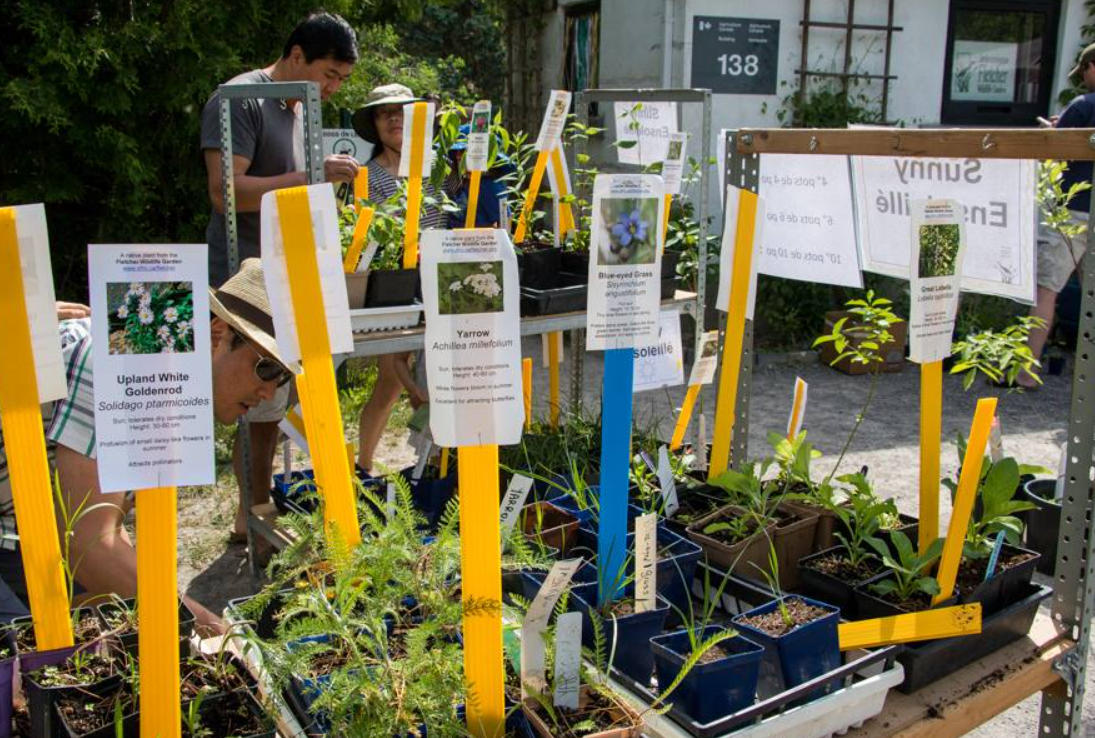 Reputable Native Plant Sources – Maitland Area Pollinator Projects