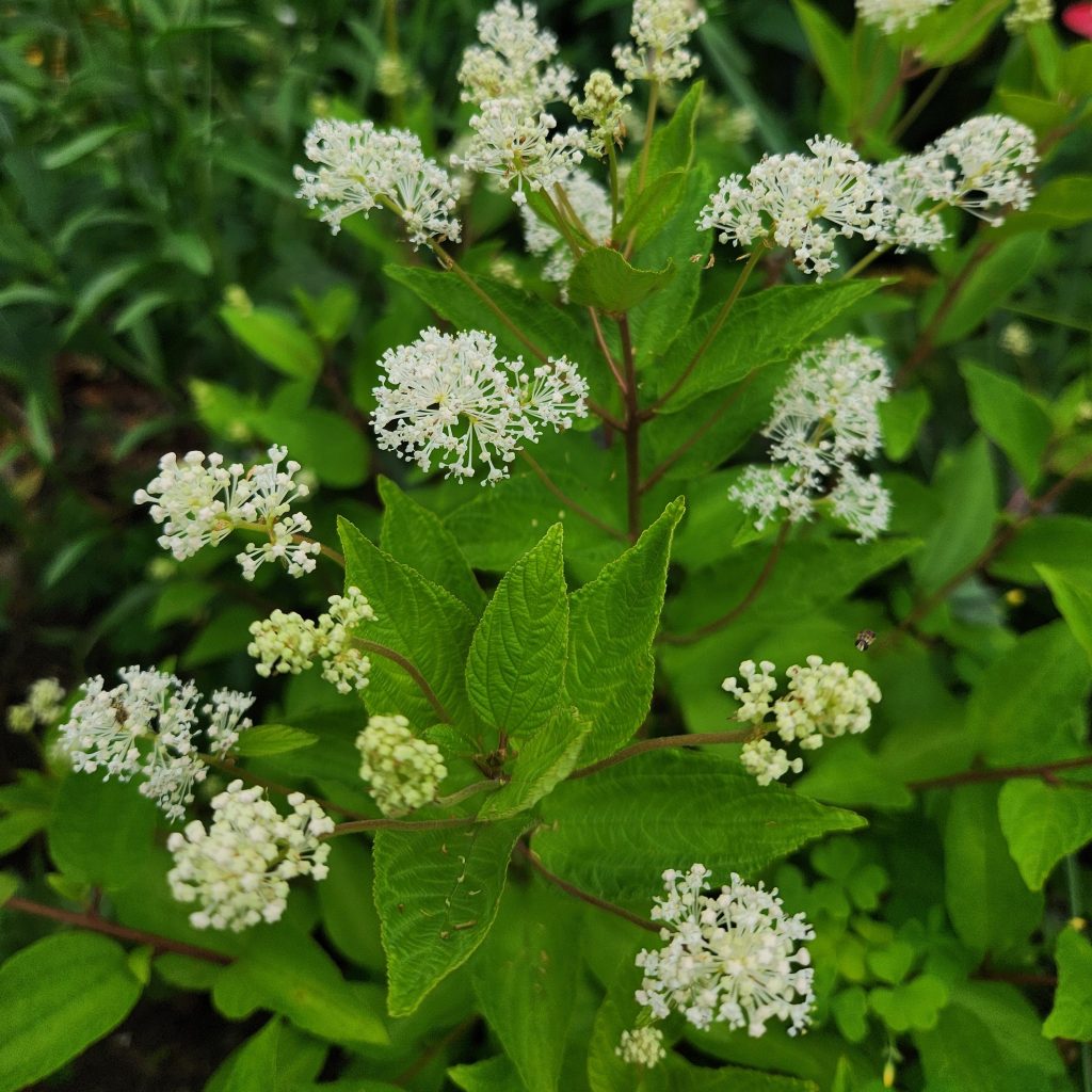 About Native Plants – Maitland Area Pollinator Projects