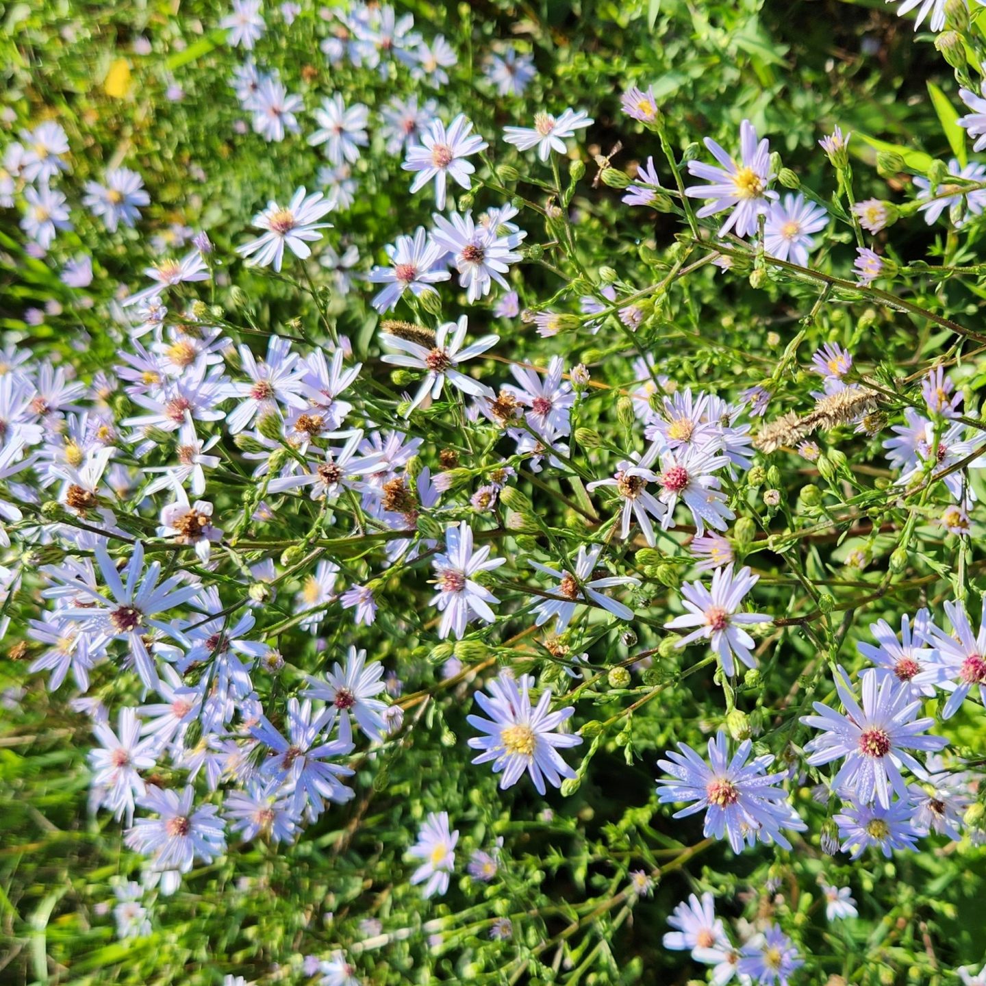 Using VASCAN – Maitland Area Pollinator Projects