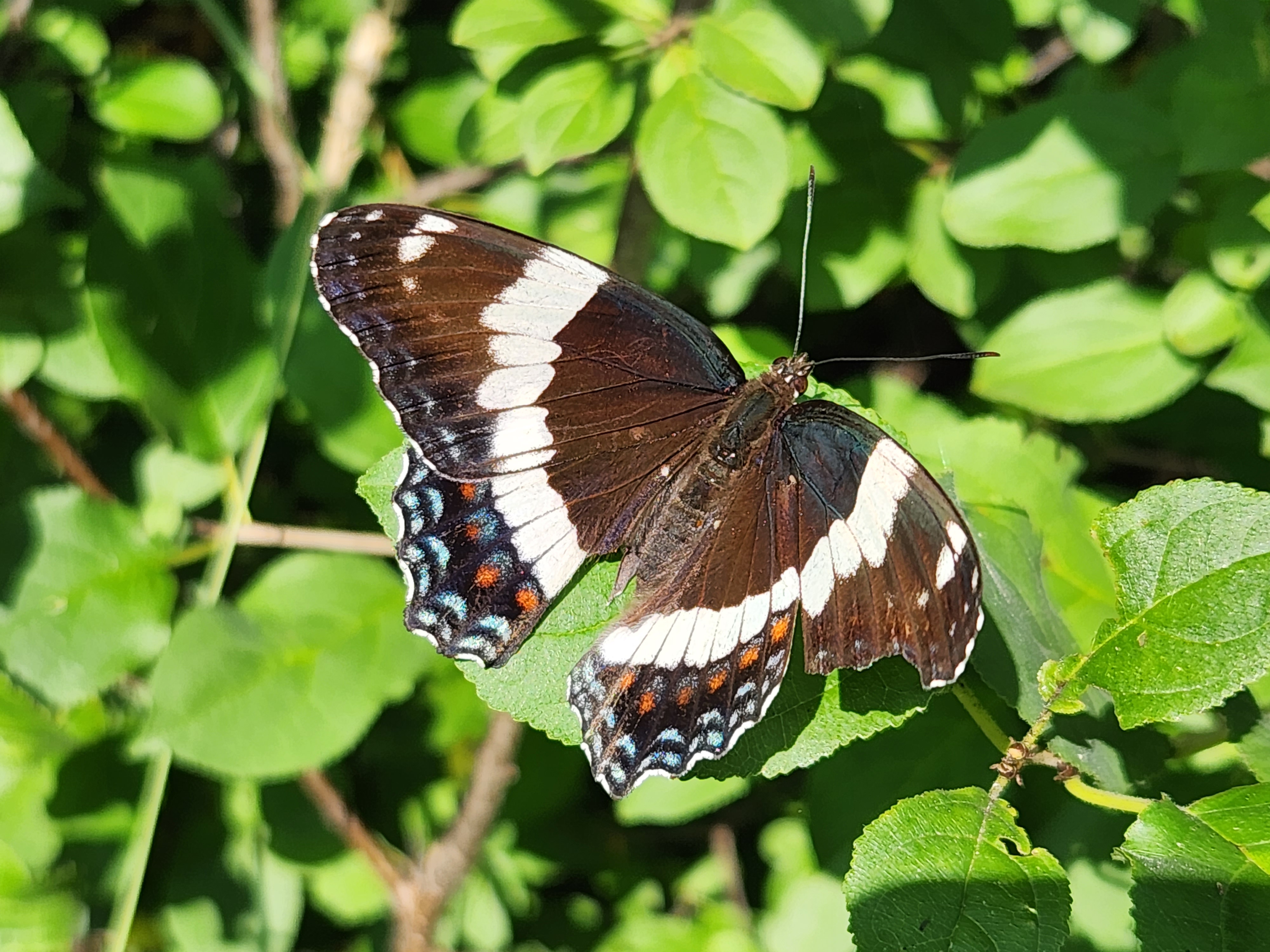 Resources – Maitland Area Pollinator Projects