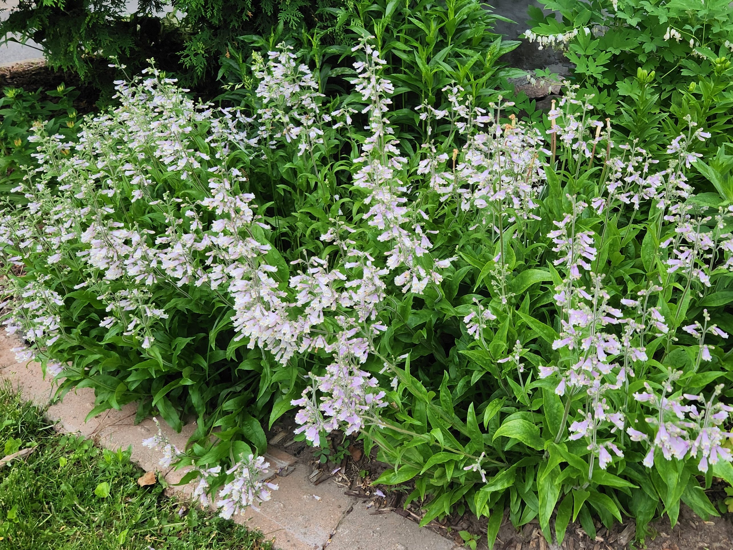 About Native Plants – Maitland Area Pollinator Projects