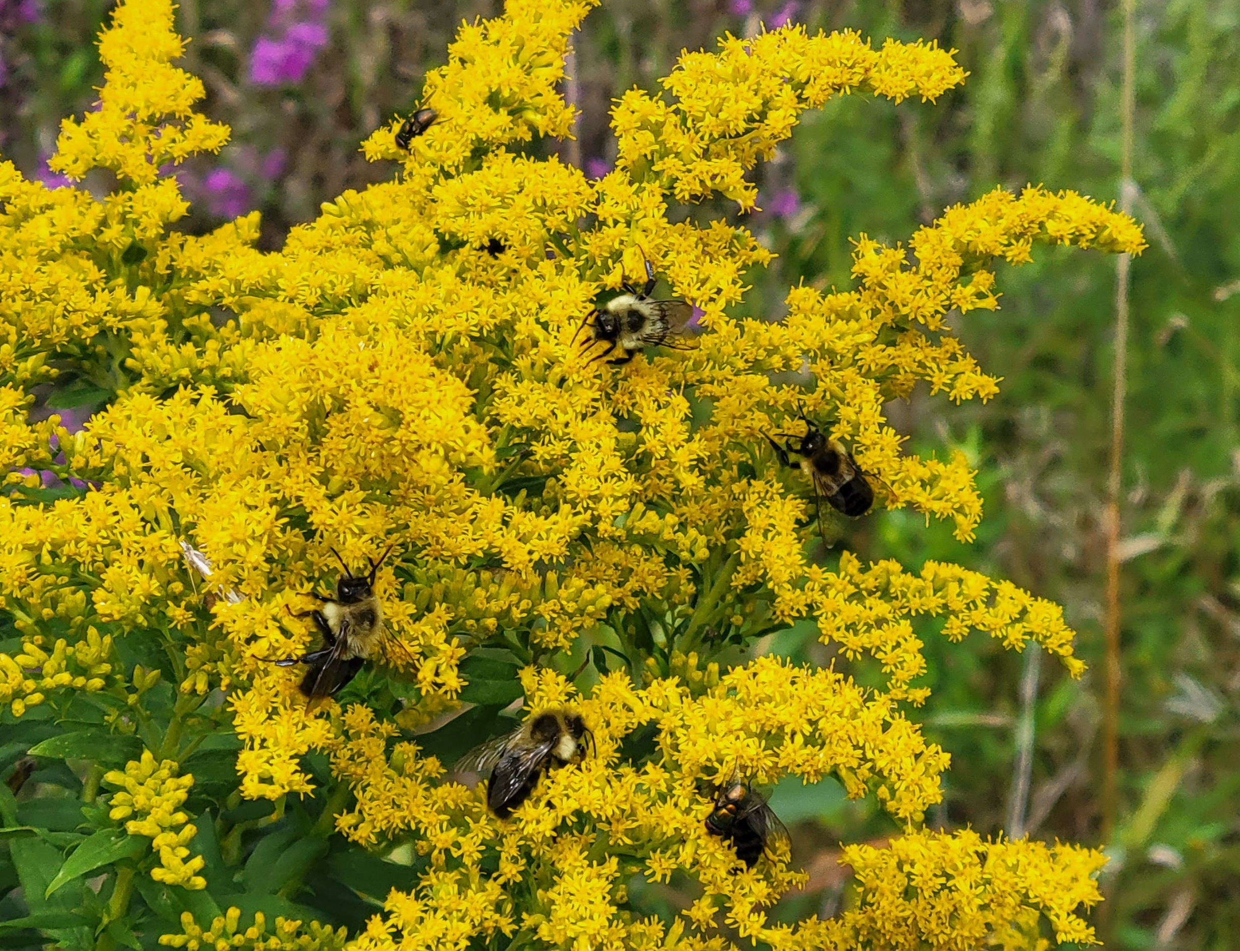 Contact – Maitland Area Pollinator Projects