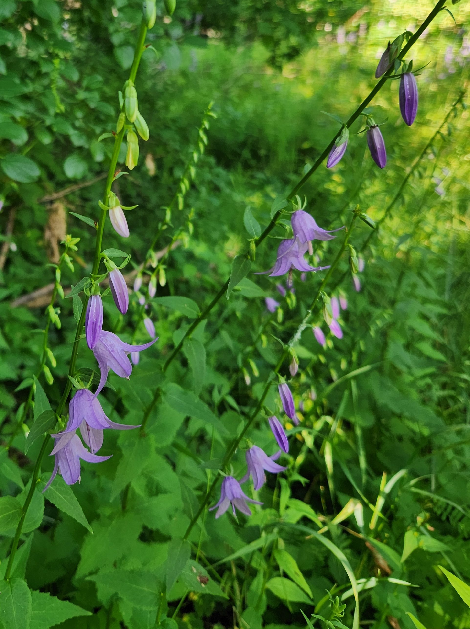 Invasive Species – Maitland Area Pollinator Projects