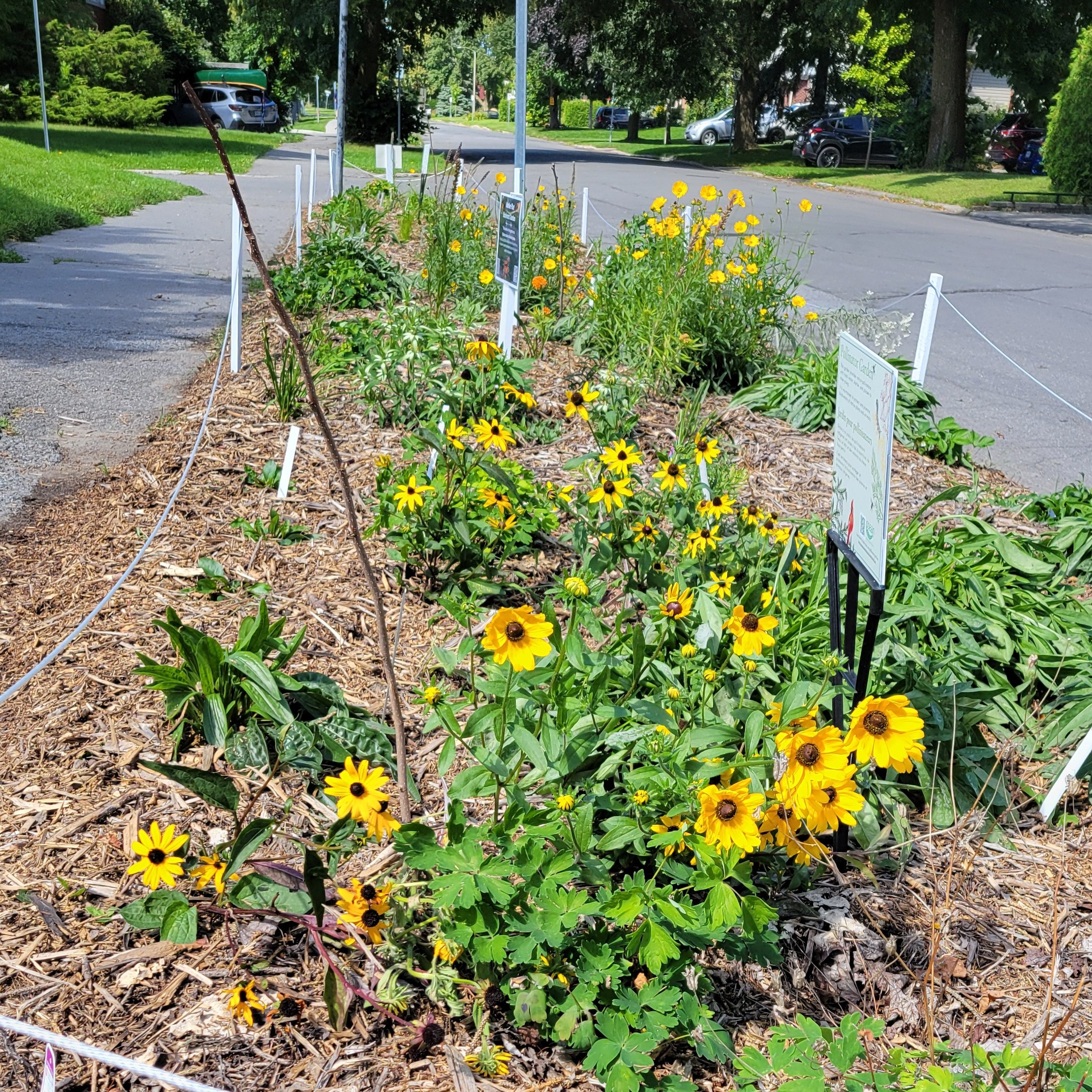 Projects – Maitland Area Pollinator Projects