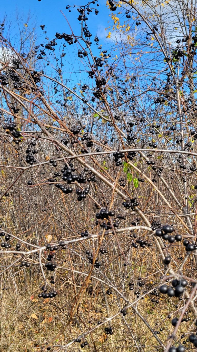 Invasive Species – Maitland Area Pollinator Projects