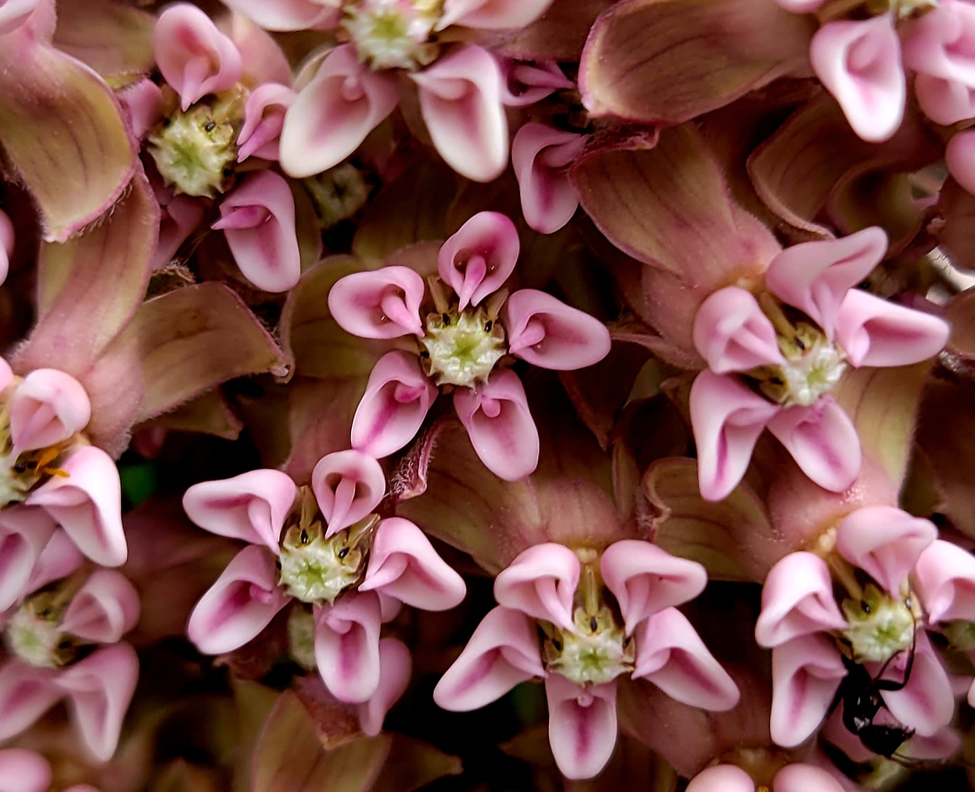 About Native Plants – Maitland Area Pollinator Projects