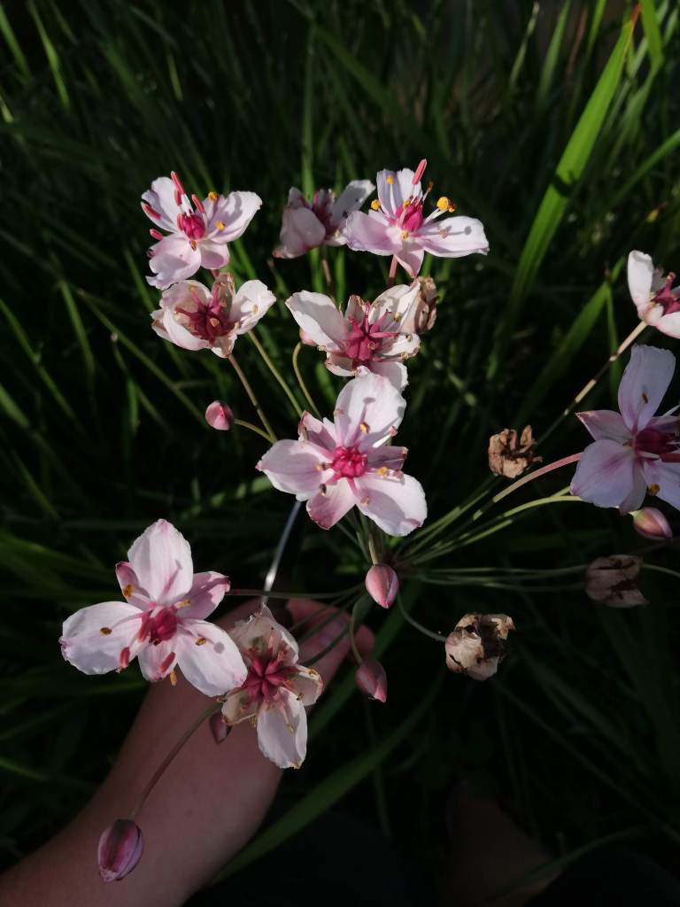 Invasive Species – Maitland Area Pollinator Projects