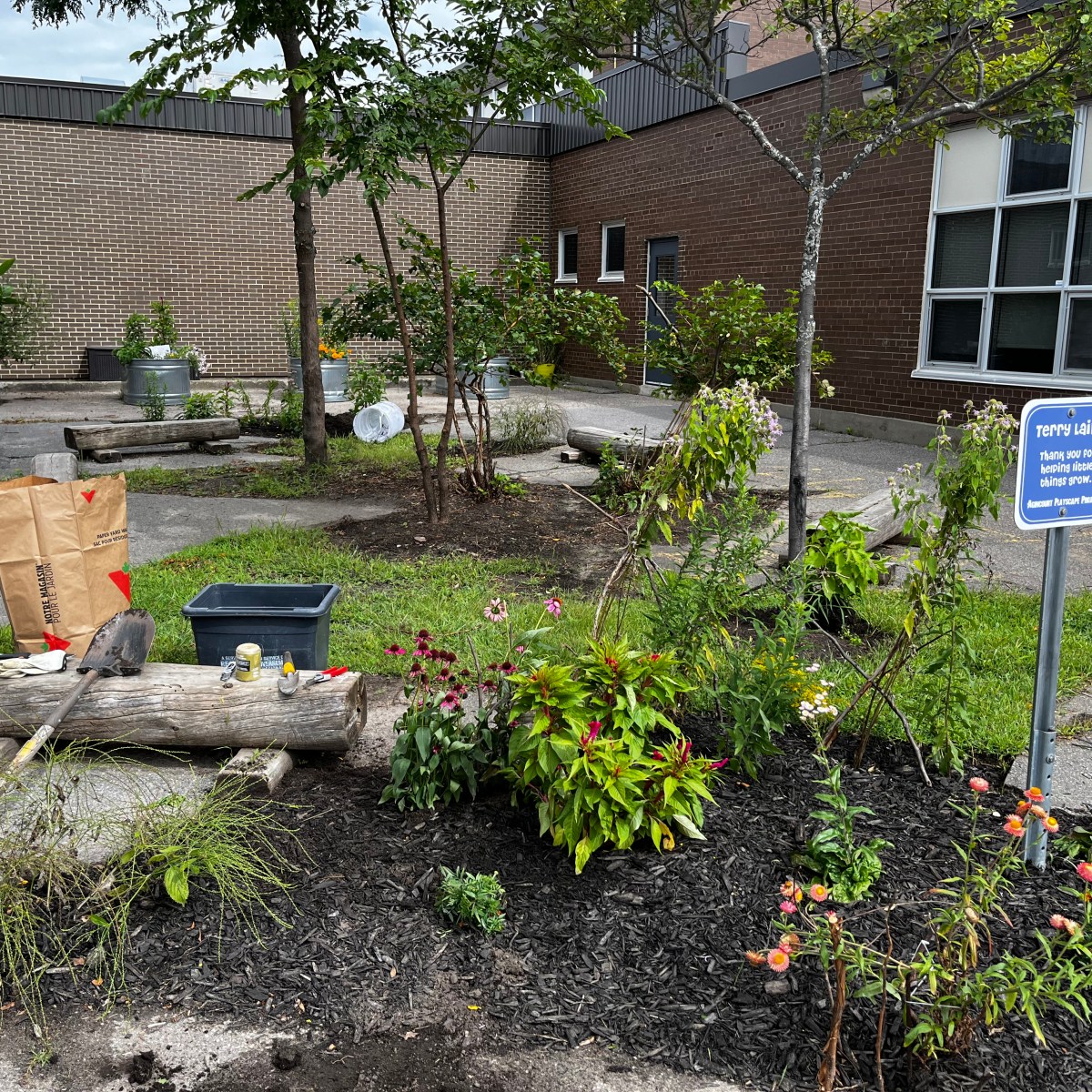 Using VASCAN – Maitland Area Pollinator Projects