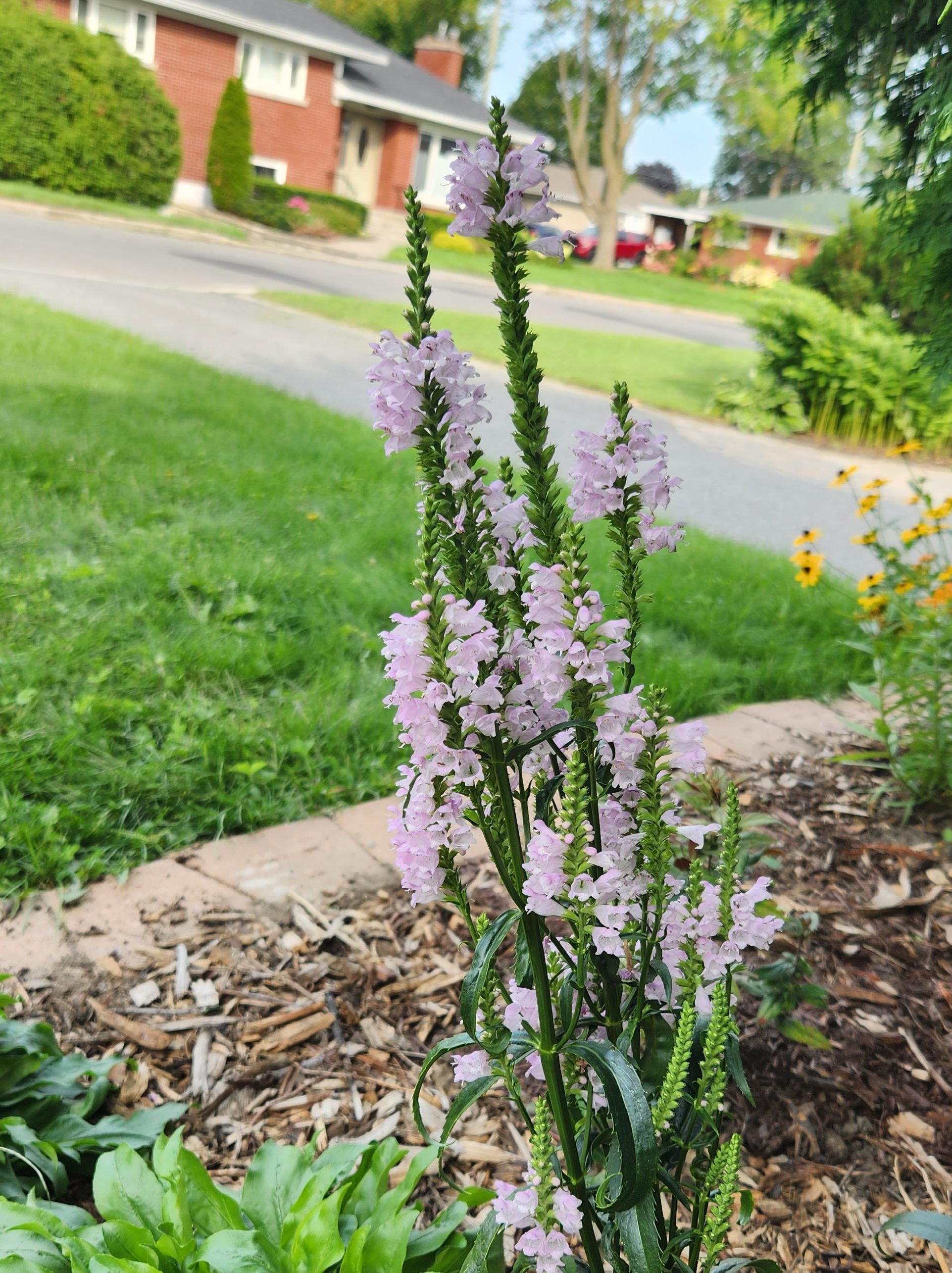 About Native Plants – Maitland Area Pollinator Projects