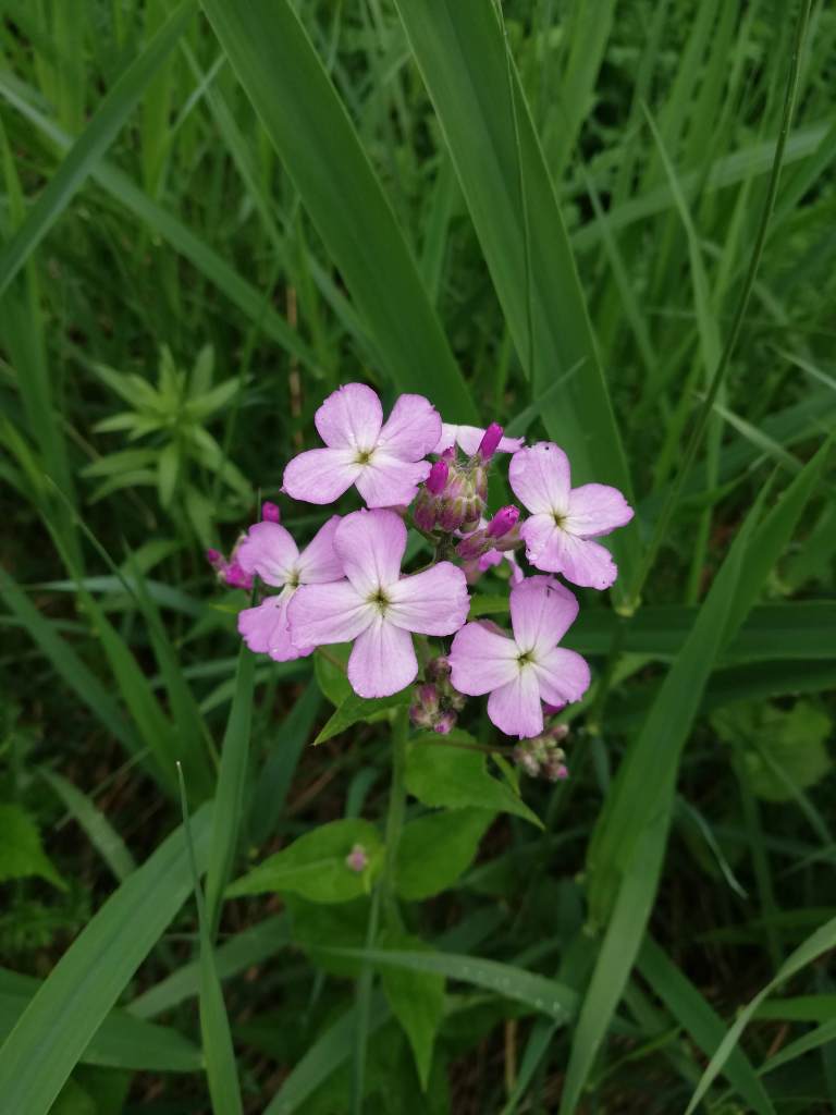 Invasive Species – Maitland Area Pollinator Projects