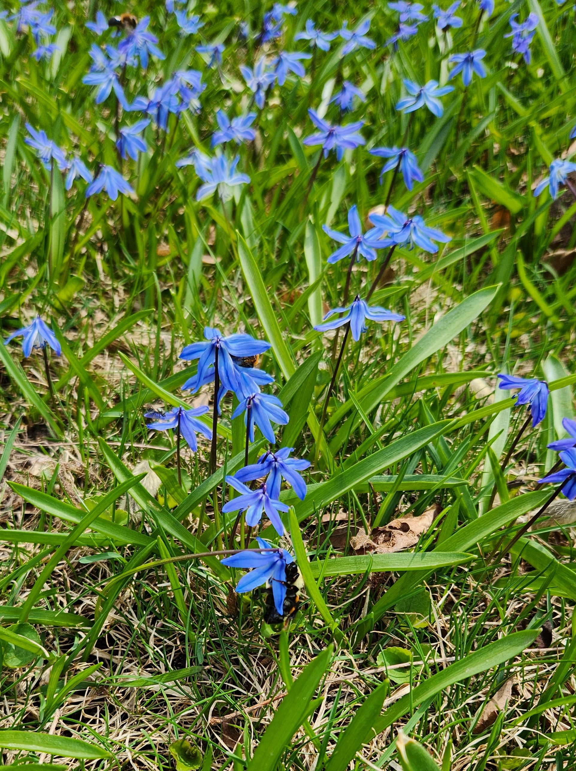 Invasive Species – Maitland Area Pollinator Projects