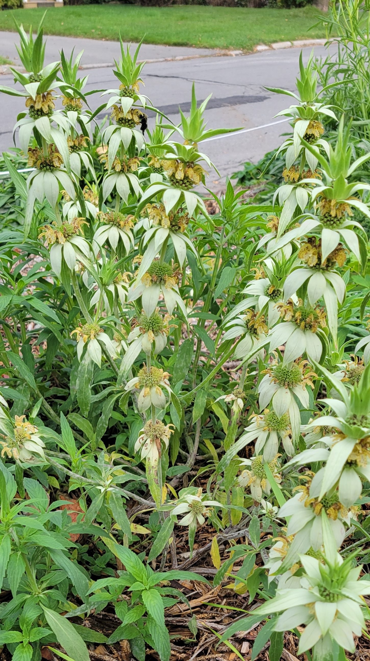 About Native Plants – Maitland Area Pollinator Projects