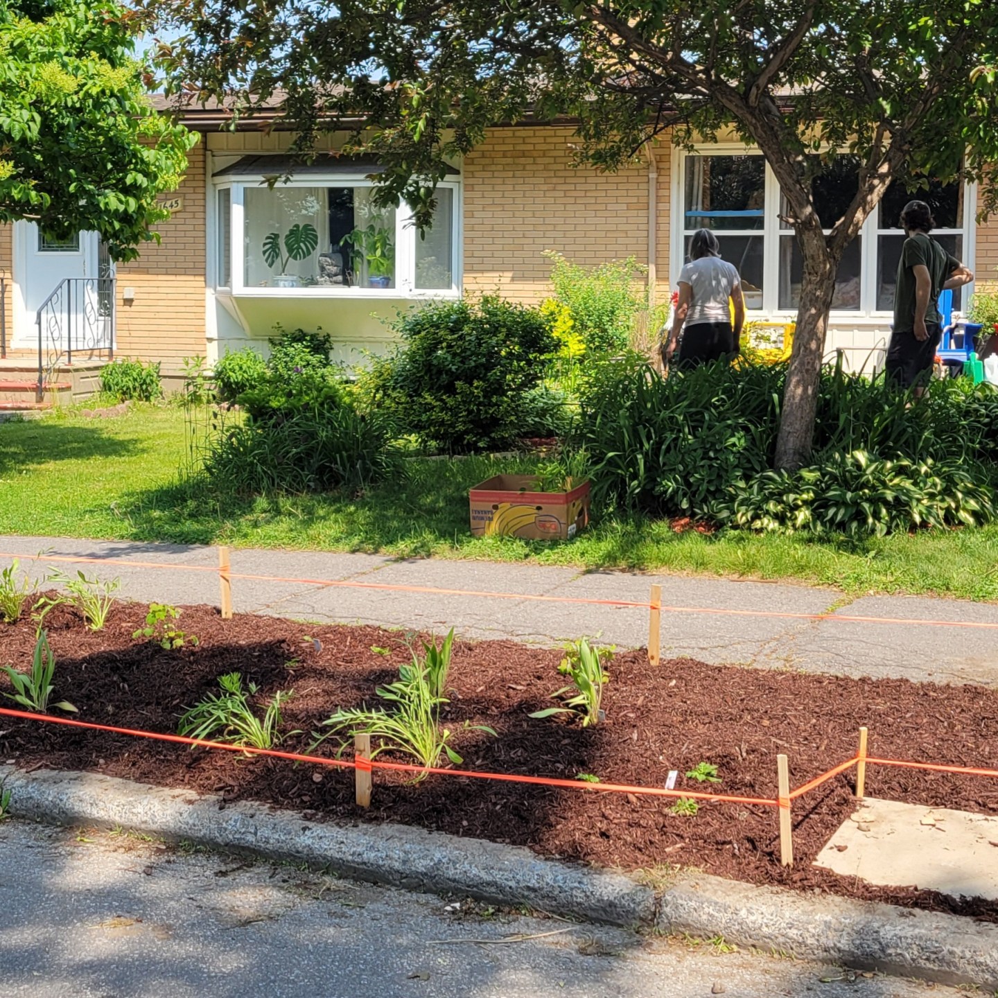 Using VASCAN – Maitland Area Pollinator Projects