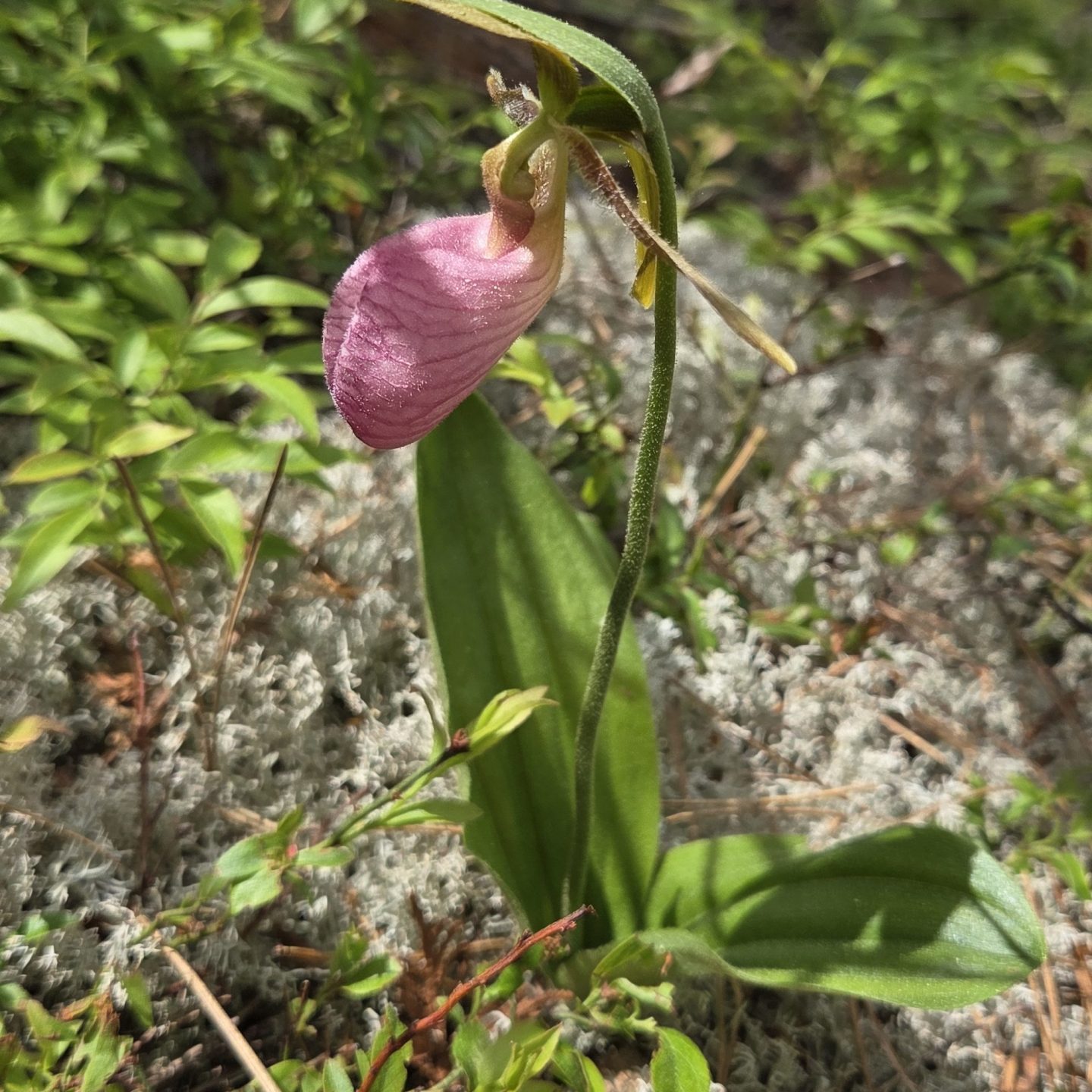 Using VASCAN – Maitland Area Pollinator Projects