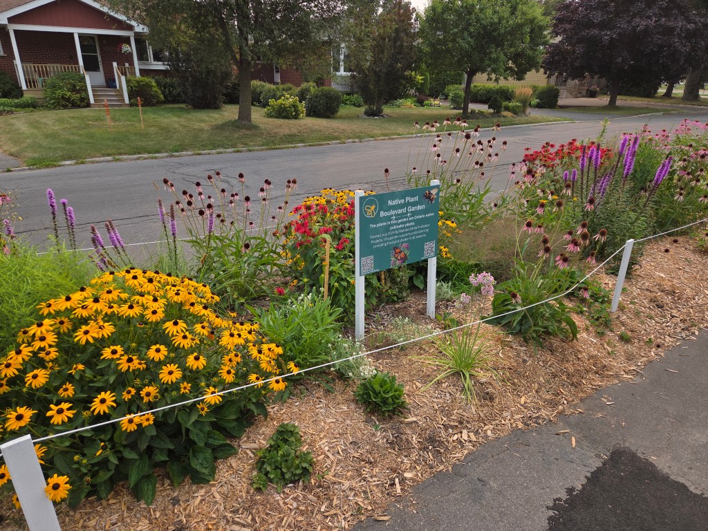 Creating the Agincourt Rd Boulevard Garden – Maitland Area Pollinator ...